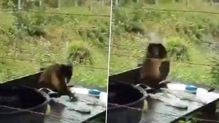 Viral Video: Monkey Washes Clothes Using Brush, Soap Like a Dhobhi