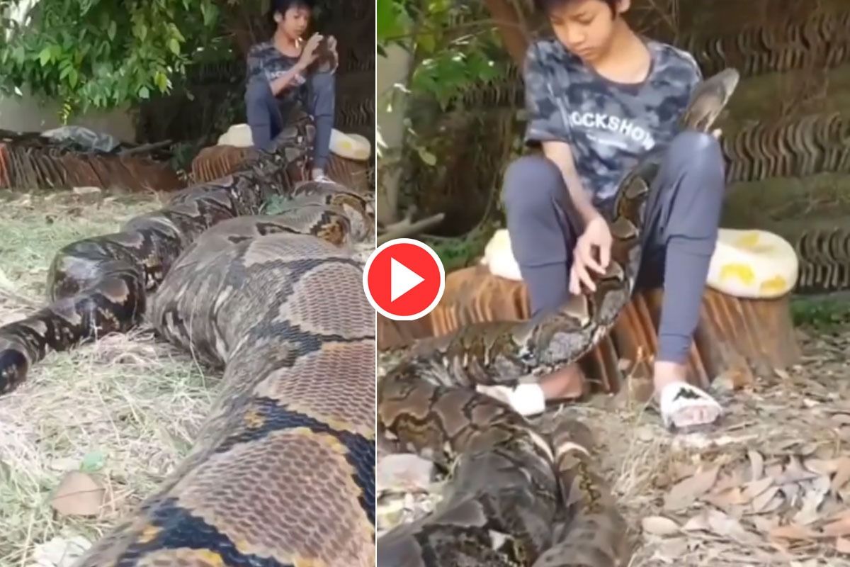 Azgar Ka Video: आराम से बैठी थी लड़की तभी आ गए विशालकाय अजगर, दिखा ऐसा ...