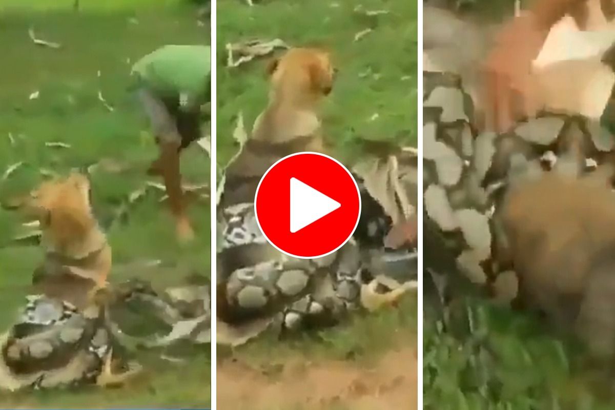 Azgar Ka Video: टहलने गए डॉगी पर अचानक अजगर ने कर दिया हमला, पहला जकड़ा ...