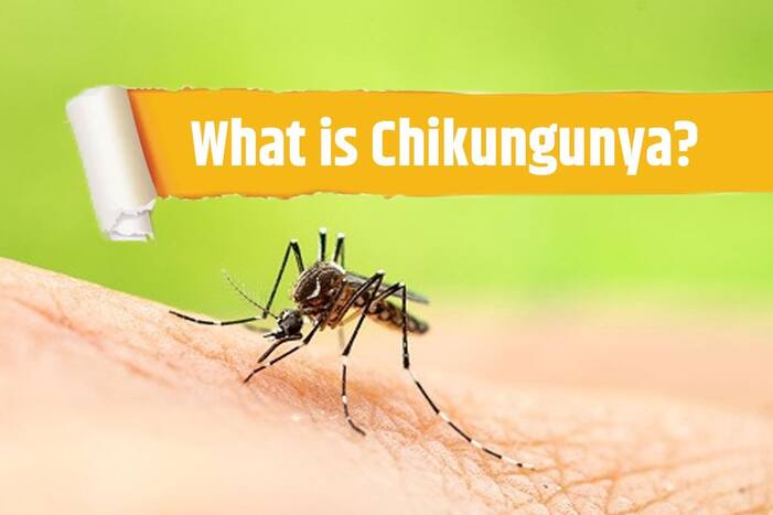 What is Chikungunya Its Symptoms And Causes All You Need to Know About ...