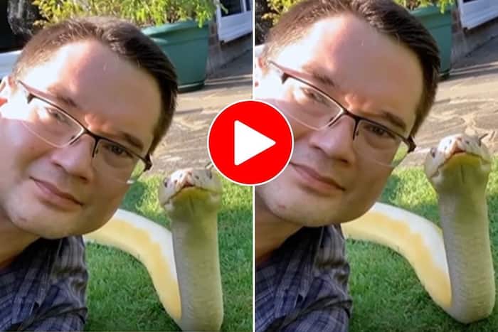 Viral Video: Man Dares To Take Selfie With Python, Then Snake Does This Unexpected Thing. Watch