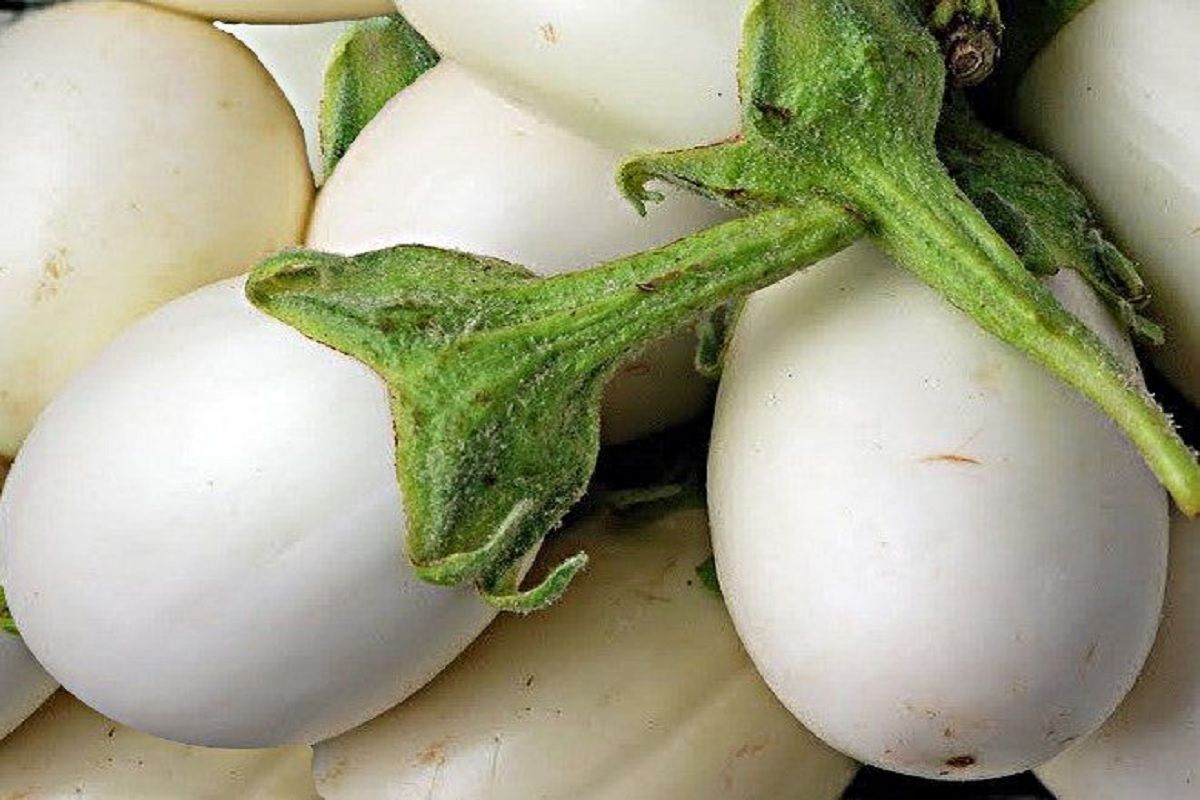 White Brinjal Benefits: सेहत के लिए बेहद लाभकारी है सफेद बैंगन ...