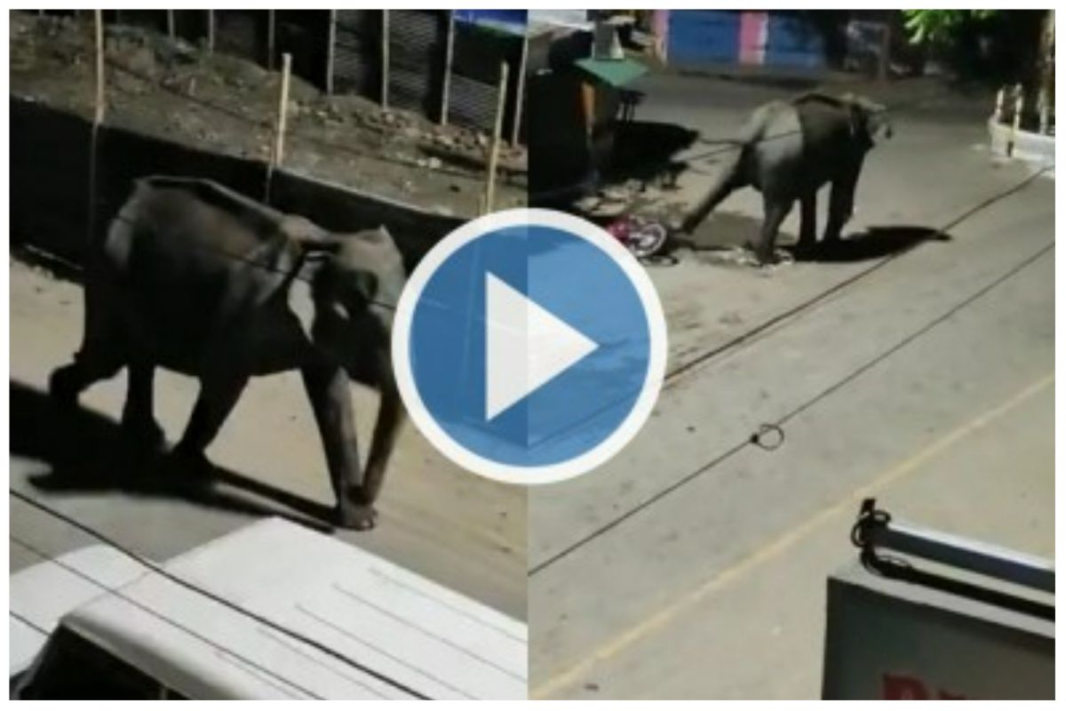 Viral Video: Panic After Wild Elephant Spotted Roaming In Assam's ...