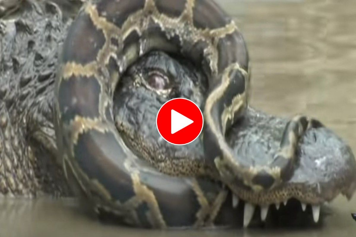 Magarmach Aur Azgar Ki Ladai: मगरमच्छ से भिड़ने पानी में जा पहुंचा अजगर ...