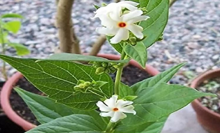 बनना चाहते हैं अमीर, तो कर लें ये काम, बरसेगी मां लक्ष्मी की कृपा; भर ...