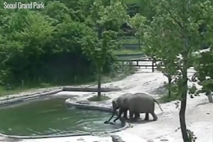 Viral Video: Elephants Save Calf From Drowning in Pool, Win Hearts ...