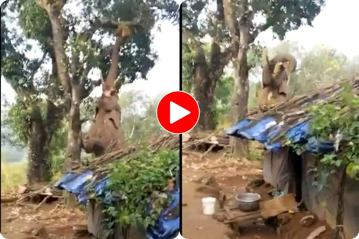 Hathi Ka Video: पेड़ पर लगे कटहल को देख मचल उठा हाथी, 20 फीट ऊपर से भी ...