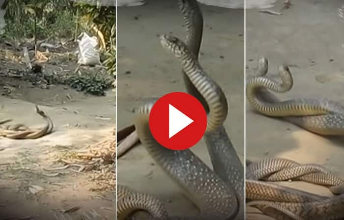 Naag-Naagin Love Caught on Camera As 2 Snakes Dance With Each Other. Watch Viral Video
