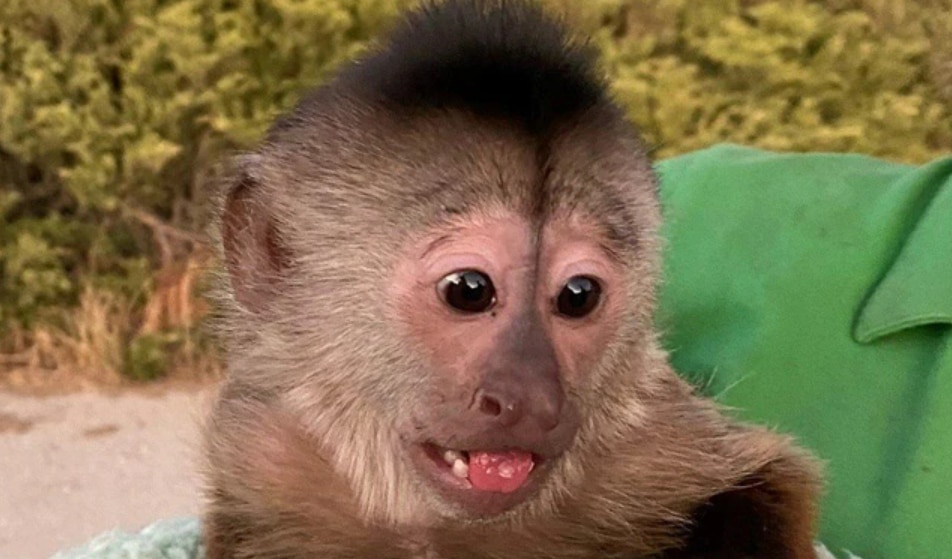 Cops Rush to Zoo After Receiving Emergency Call, Turns Out A Monkey Was ...