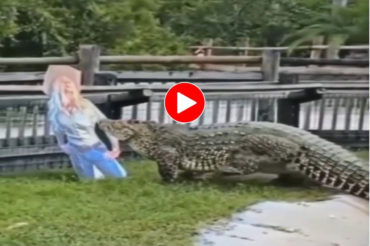 Magarmach Ka Video: मगरमच्छ के साथ कर दी तगड़ी शरारत, गया तो था शिकार ...