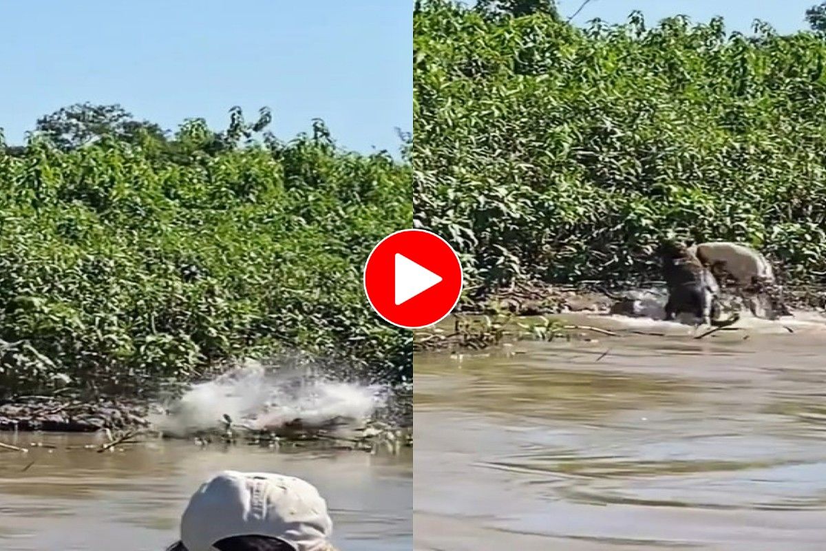 Magarmach Ka Video: नदी से बाहर आते ही मगरमच्छ की अटक गई सांस, आदमखोर ...