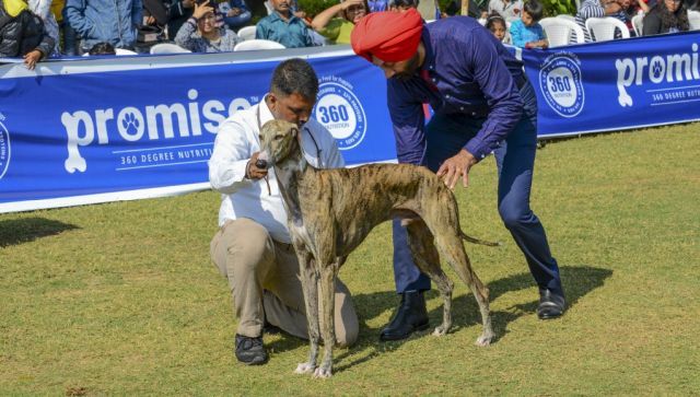 Explained Mudhol Hounds Sharp Sighted agile Desi Dog Breed Who Joined ...