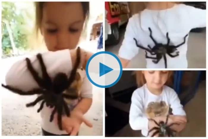 Viral Video: Little Girl Fearlessly Plays With Huge Spiders, Leaves ...