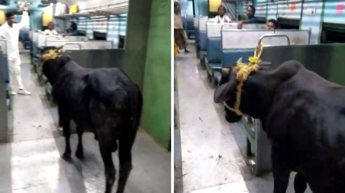 Viral Video: Bull Tied to Train Seat in Jharkhand, Passengers Asked To ...