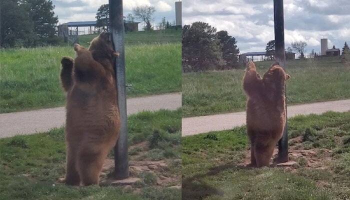 Viral Video: Bear Scratches Its Back In The Funniest Way, Netizens Call ...