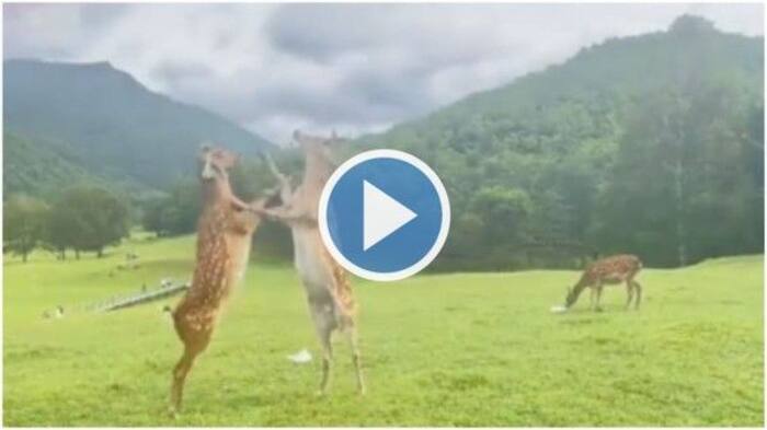 Viral Video Shows Two Deer Kick Boxing Each Other, Netizens Find Their ...