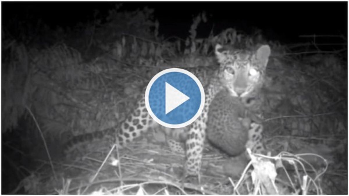 Viral Video Shows Leopard Mother Reuniting With Cub, Carrying It Back ...