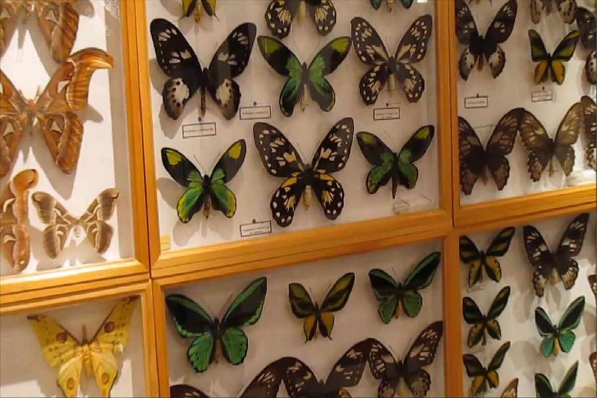 Bhimtal Butterfly Museum: जरूर घूमिये इस बटरफ्लाई म्यूजियम में ...