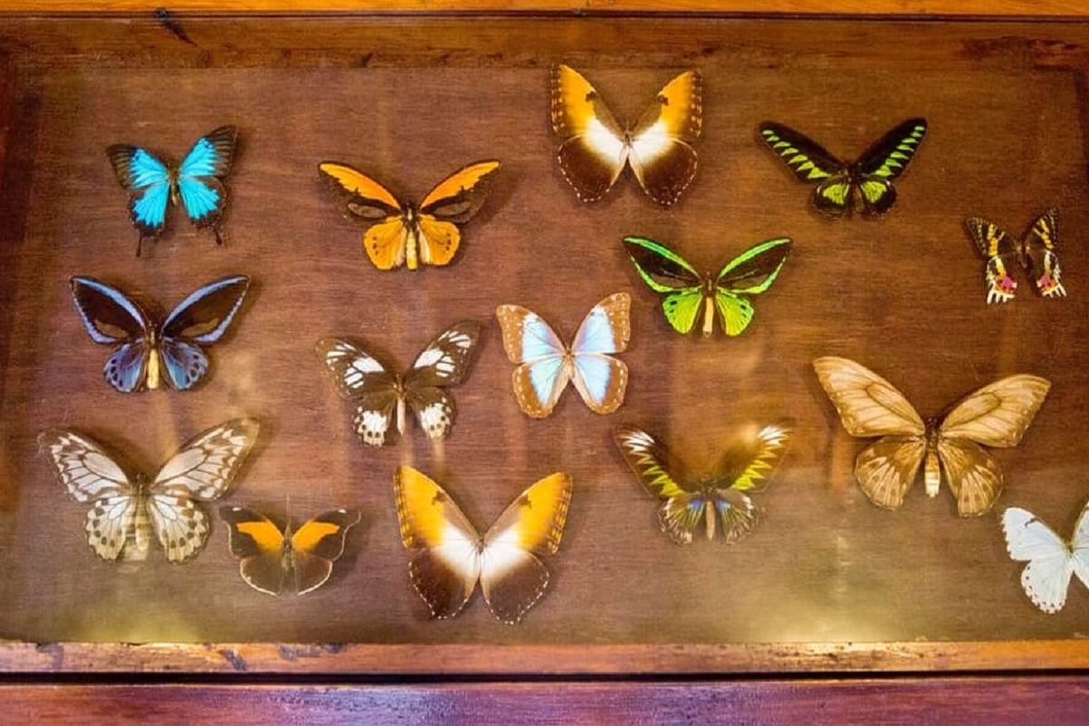 Bhimtal Butterfly Museum: जरूर घूमिये इस बटरफ्लाई म्यूजियम में, तितलियों का संसार देखने यहां ...