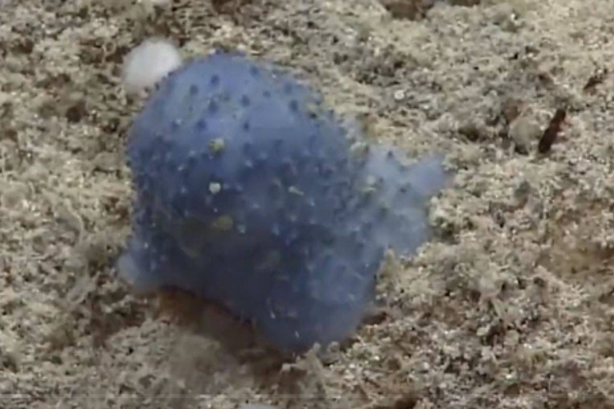 Blue Goo Photos: समुद्र में नजर आया अजीबोगरीब जीव, पलक झपकते ही बदल ...