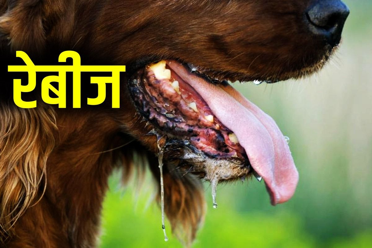 Rabies Day 2022: हर 15 मिनट में मरता है एक व्यक्ति, भारत में कुत्तों के ...