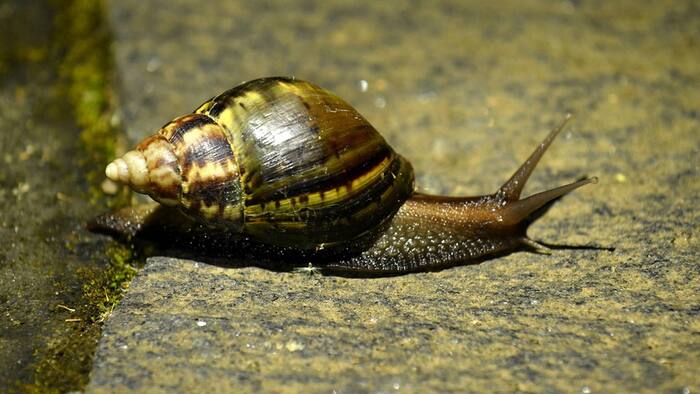 Slime Trail Leads German Customs Agents to Bags Filled With 93 Giant ...