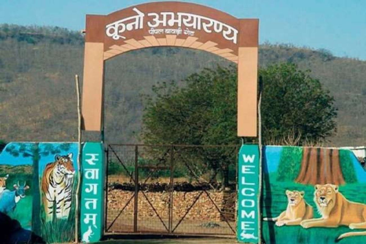 70 साल बाद इस राष्ट्रीय उद्यान में नामीबिया से पहुंचेंगे 8 चीता, 900 ...