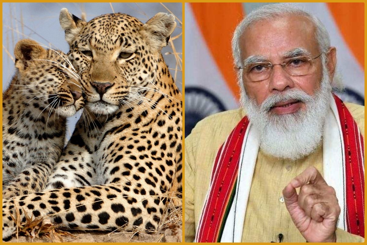 प्रधानमंत्री के जन्मदिन पर अफ्रीका से आएंगे चीते, राष्ट्रीय उद्यान में ...