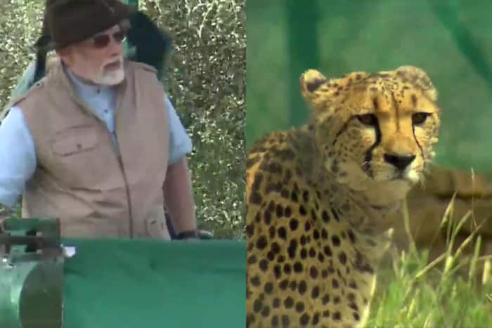 VIDEO Moment PM Modi Released Cheetahs At Kuno National Park Catch ...