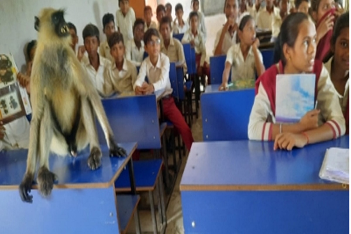 Viral Video: शाळेत जाणारं माकड तुम्ही पाहिलंय का? पाहा रोज वर्गात जाऊन ...