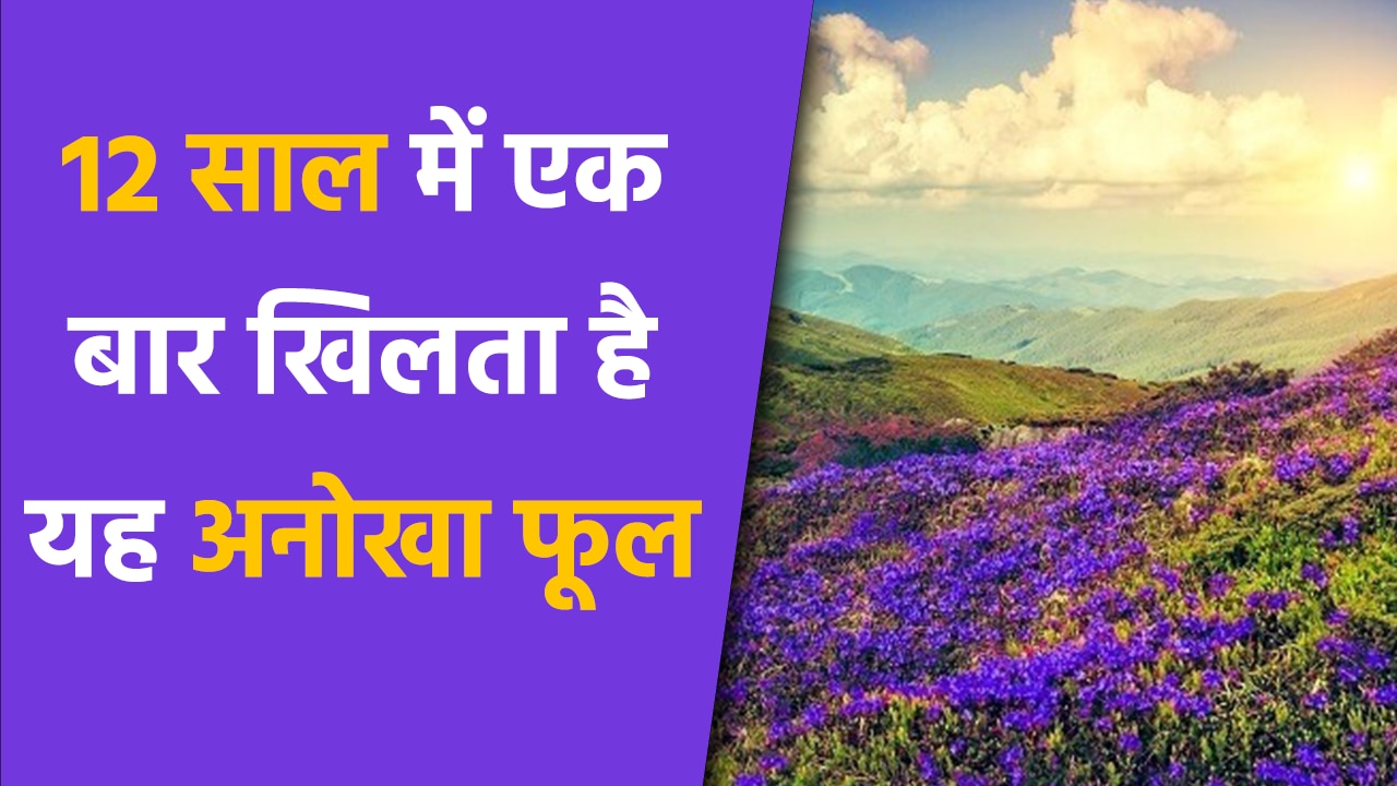 Neelakurinji: भारत में 12 साल में एक बार खिलता है ये फूल, यहां जरूर ...