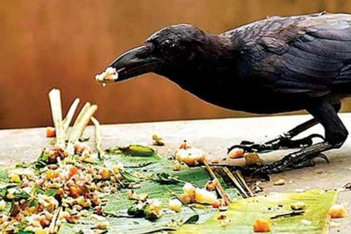 Pitru Paksha 2022: कोण करू शकतो श्राद्ध? जाणून घ्या पितृ पक्षात काय ...