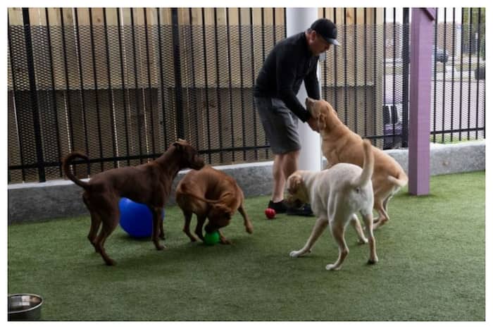 Dog Attacks Dos And Donts And How To Remain Safe In Such Situation