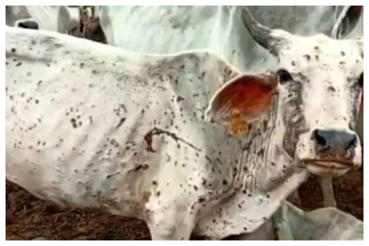 Lumpy Virus More Than 57 Thousand Cattle Dead Disease Spreads To More ...