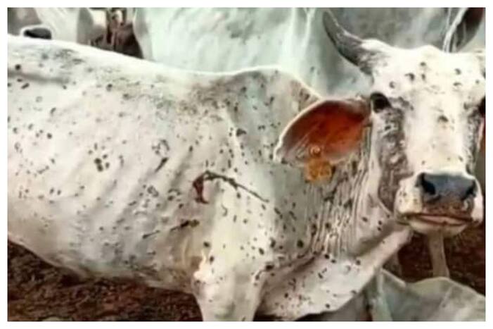 Lumpy Virus More Than 57 Thousand Cattle Dead Disease Spreads To More ...
