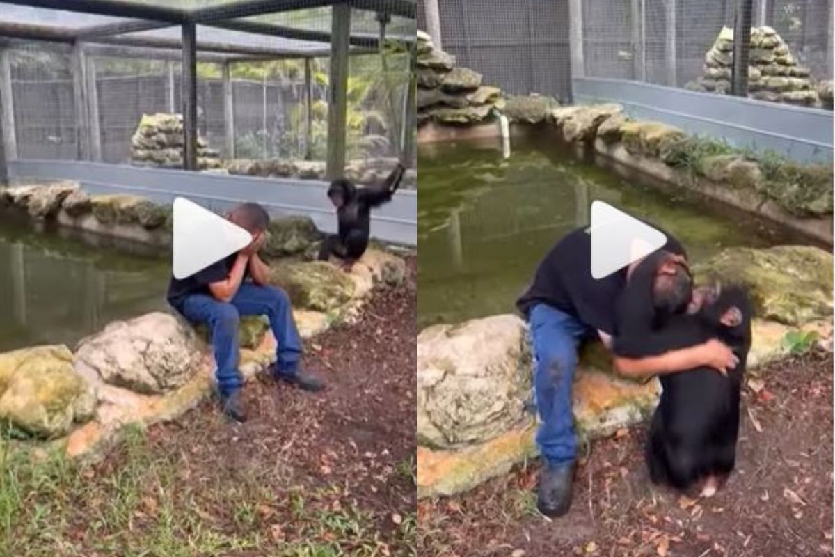 Viral Video: Chimpanzee Hugs and Kisses Crying Man, Wipes Away His ...
