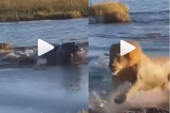 Viral Video: Hippo Fights 4 Lions In Water, Shows Them Whos The Boss. Watch