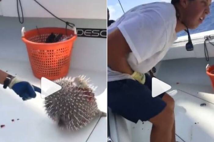 Viral Video: Man Plays With Dangerous Pufferfish, Cries Out in Pain ...