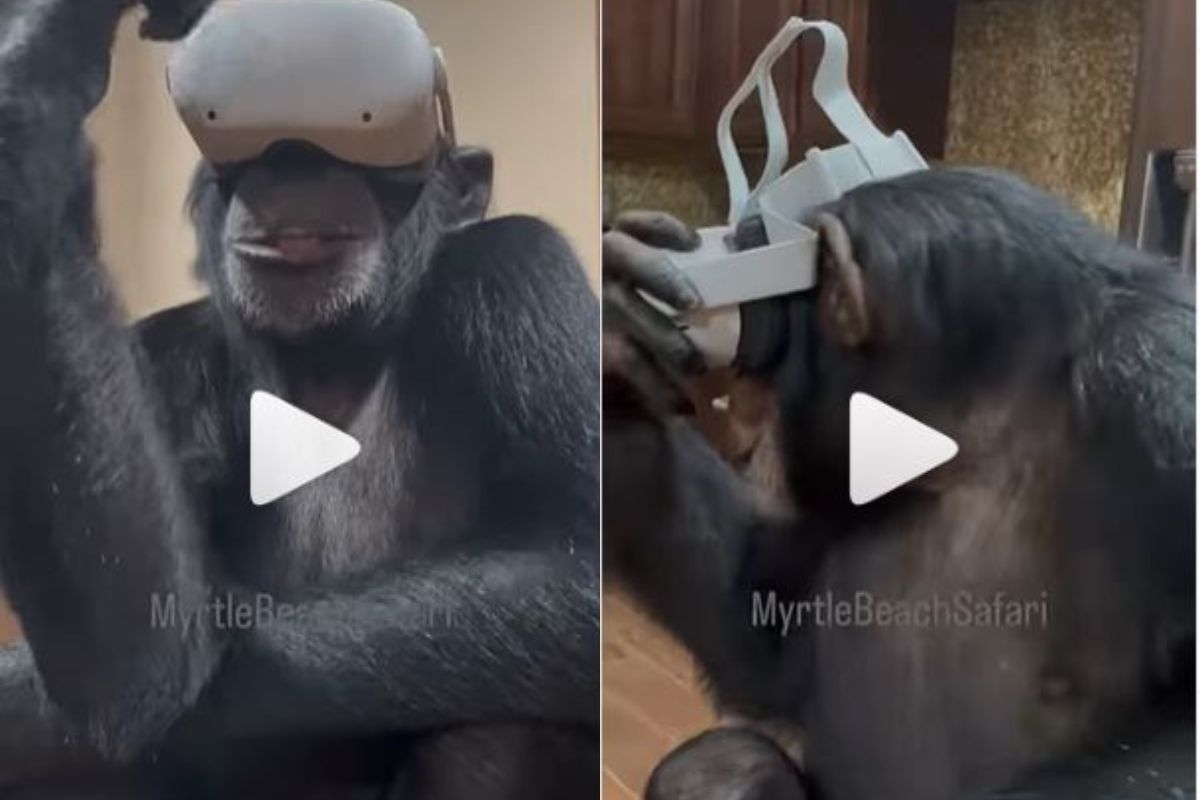 Viral Video: Chimpanzee Brothers Take Turns Watching Movie On VR ...