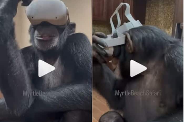 Viral Video: Chimpanzee Brothers Take Turns Watching Movie On VR ...