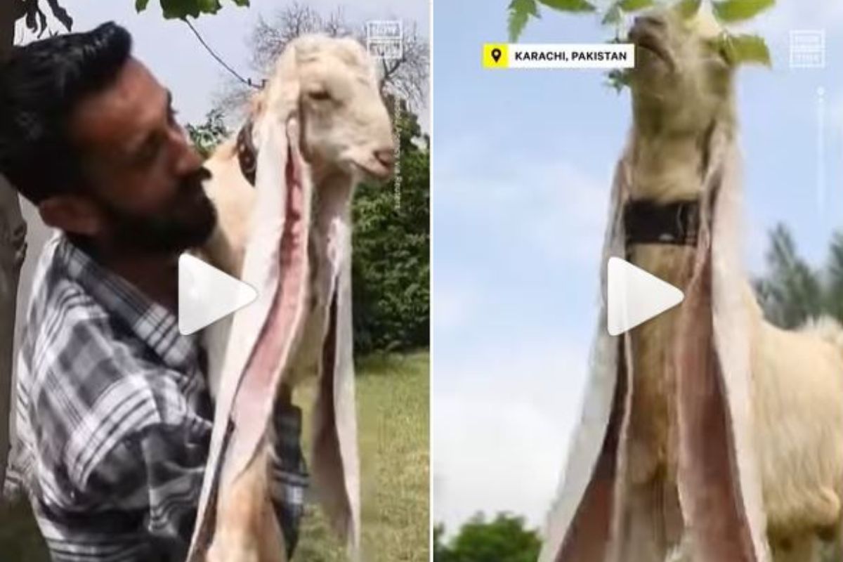 Viral Video: Meet Simba Pakistani, Goat With Over 2-Feet-Long Ears ...