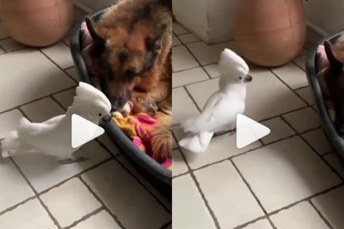 Viral Video: White Parrot Barks Just Like A Dog, Netizens Baffled. Watch
