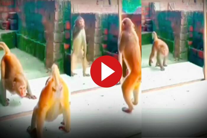 Bandariya Ka Video: जब शीशे में बंदरिया को दिखाया उसी का चेहरा, दिखा ...