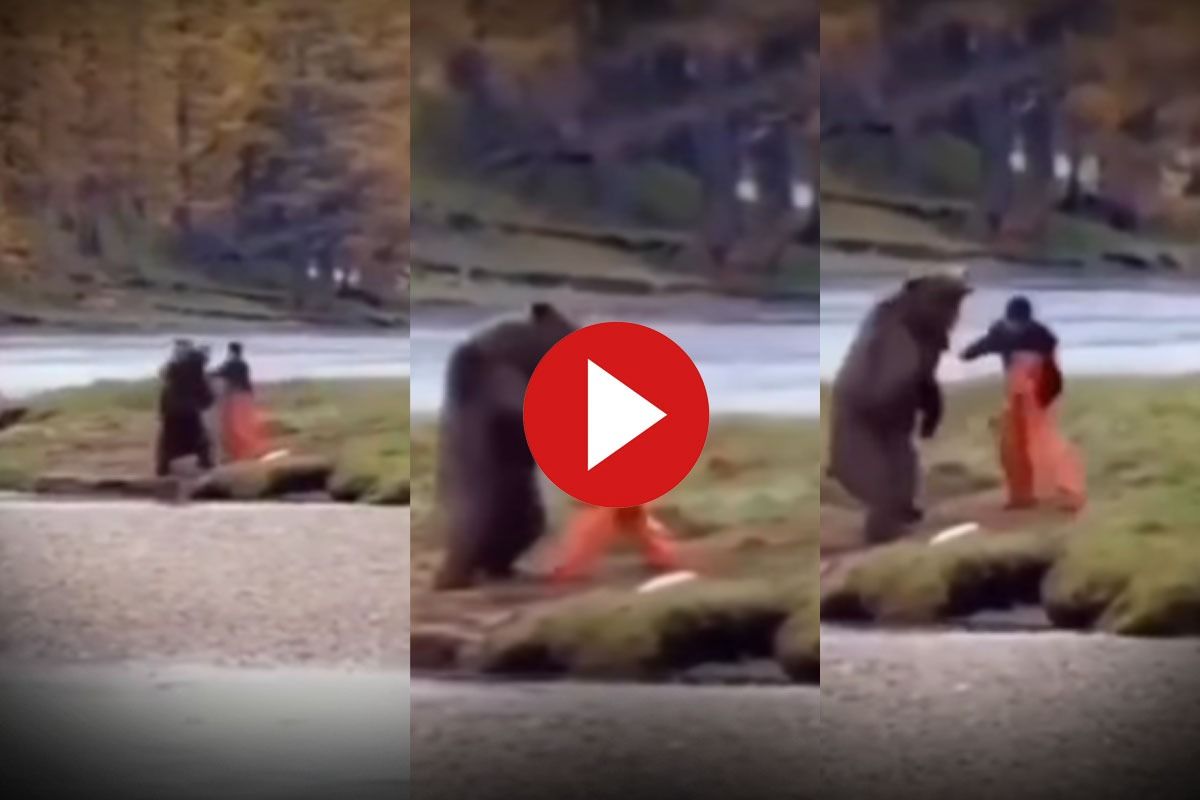 Bhalu Ka Video: भालू के साथ शख्स की हो गई लात-घूंसे वाली लड़ाई, तभी ऐसी जगह किक लगी बेचारा उठ ही ...