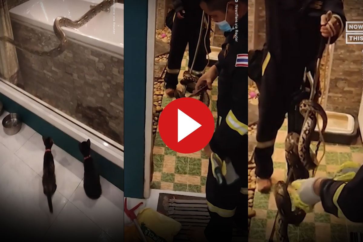 Azgar Ka Video: बाथरूम में निकल आया 12 फुट का लंबा अजगर, देखते ही ...