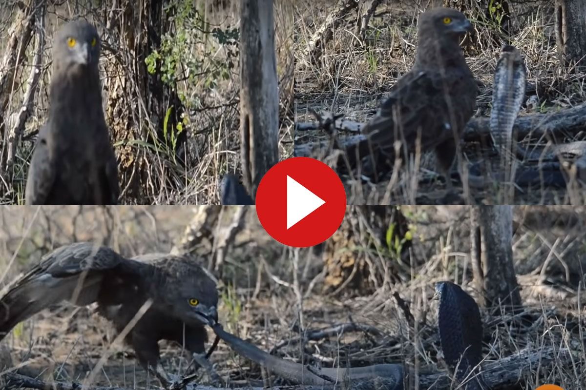 Cheel Aur Cobra Ki Ladai: अचानक सामने आ गए चील और किंग कोबरा, हुई ऐसी ...