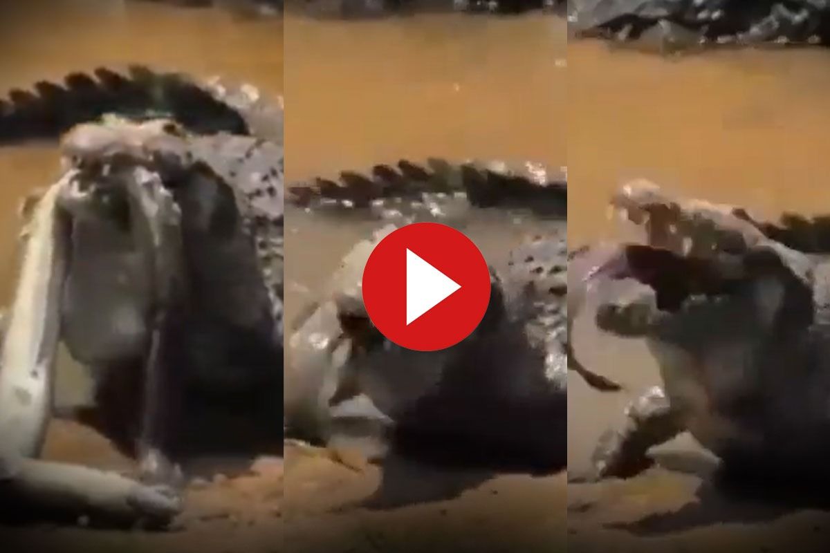 Magarmach Ka Video: मछली पर कहर बनकर टूटा मगरमच्छ, पहले पटक-पटक कर मारा ...