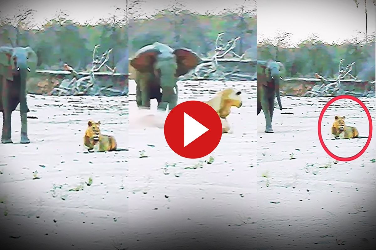 Sher Aur Hathi Ki Ladai: चुपके से शेर पर हाथी ने बोल दिया हमला, जान बचाकर भागा तो दूसरे हाथी ने ...