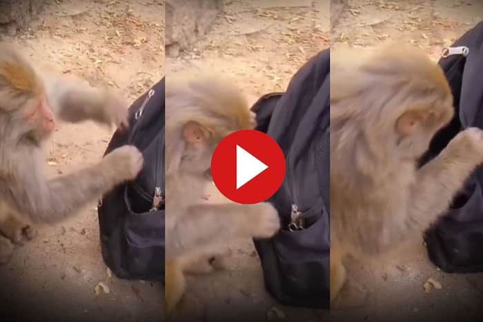Viral Video: Sneaky Monkey Opens Zip of Mans Backpack, Steals THIS Thing and Runs Away