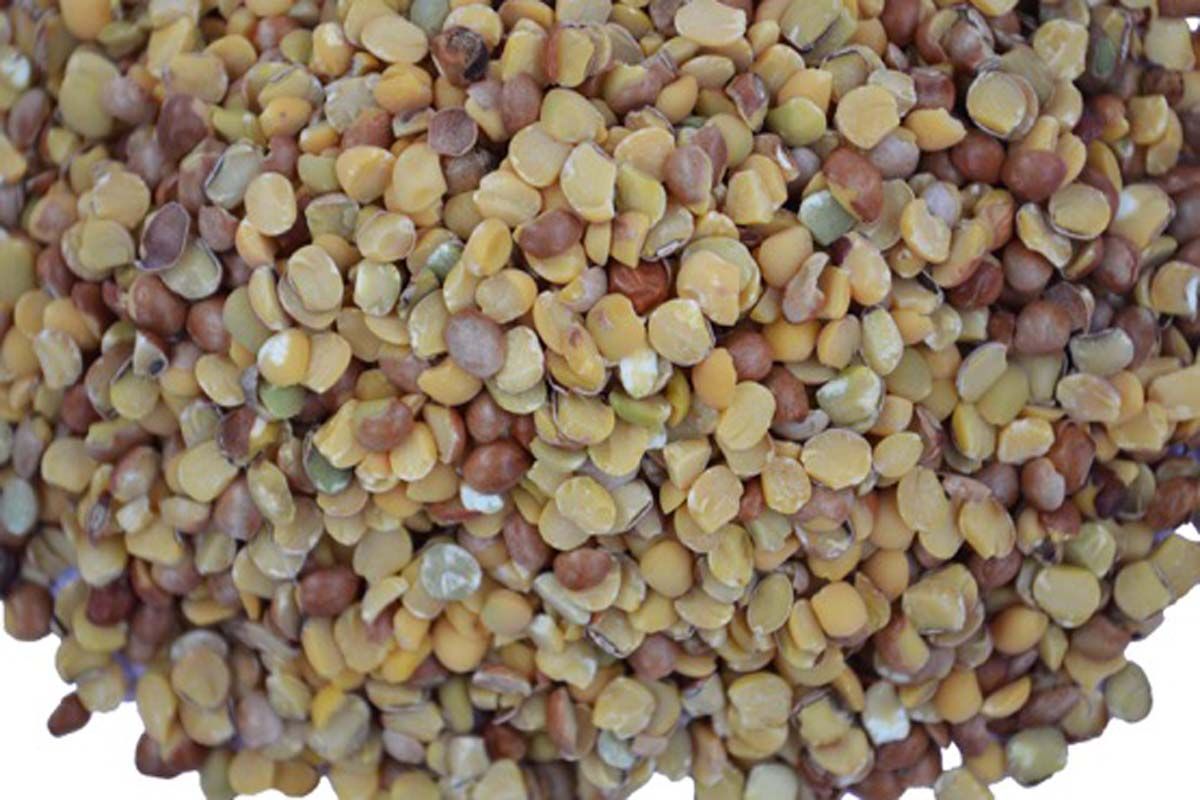स्टडी में हुआ खुलासा-इस दाल के छिलके में होता है दूध से 6 गुना ज्यादा ...